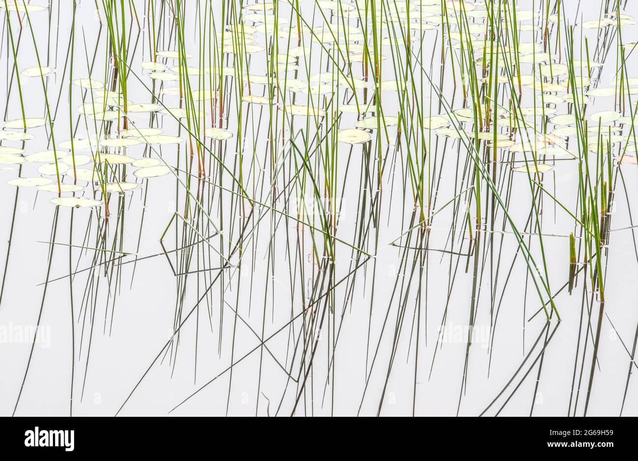 Freshwater grasses, Acadia National Park, Maine Stock Photo - Alamy