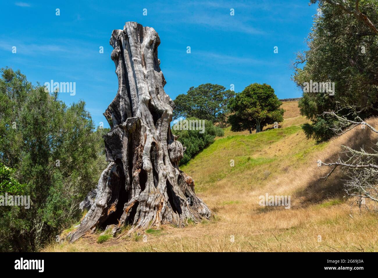 Old growth forest new zealand hi-res stock photography and images - Alamy