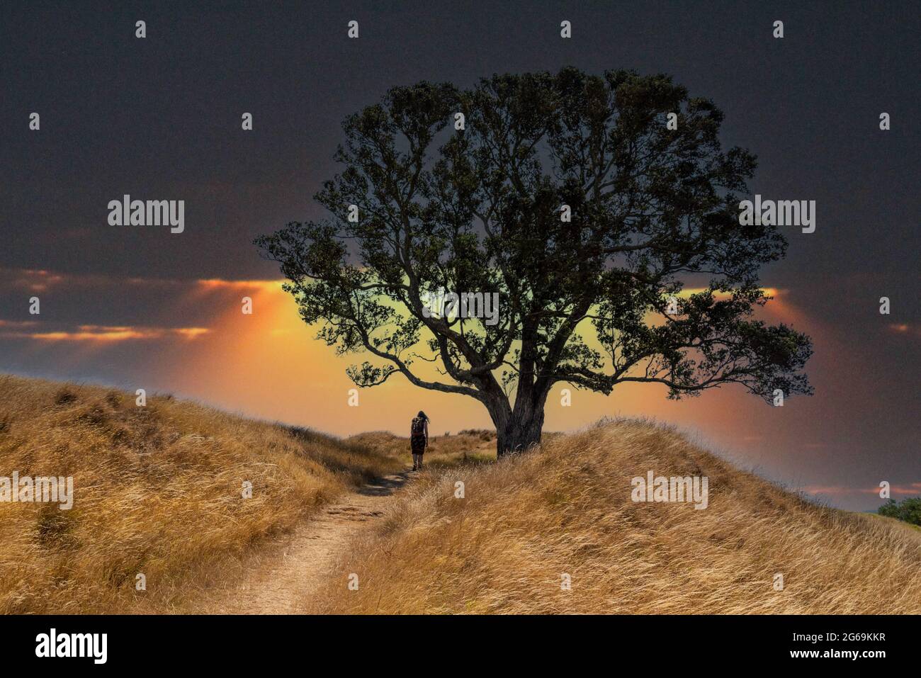 A hiker hiking on a hill passing a big tree, a scenic sky above her ...