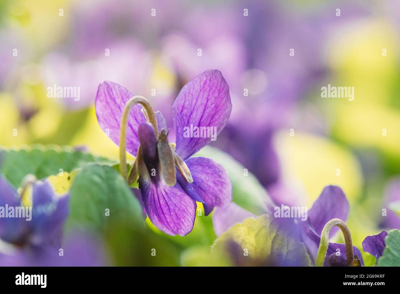 Plant native of europe and asia hi-res stock photography and images - Alamy