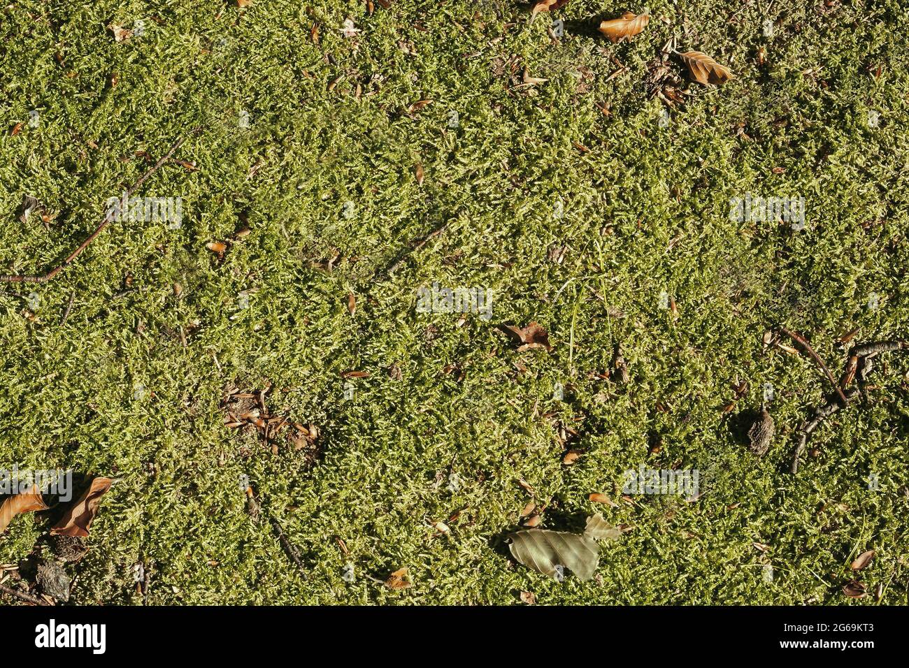 Green forest moss Stock Photo - Alamy