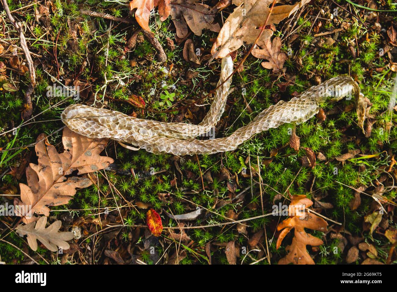 Snakeskin snake skin shed hi-res stock photography and images - Alamy