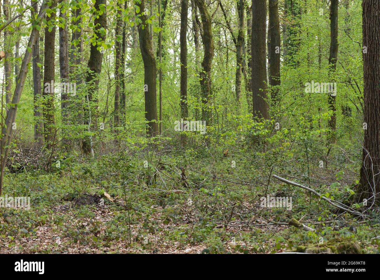 Green forest landscape Stock Photo - Alamy