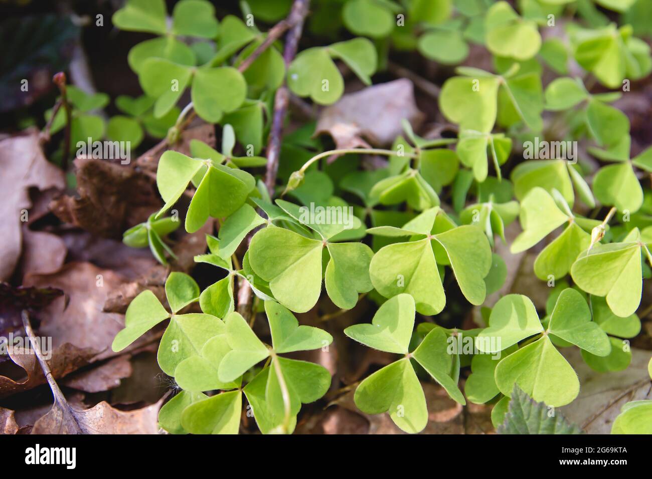 Green sorrel plants Stock Photo - Alamy