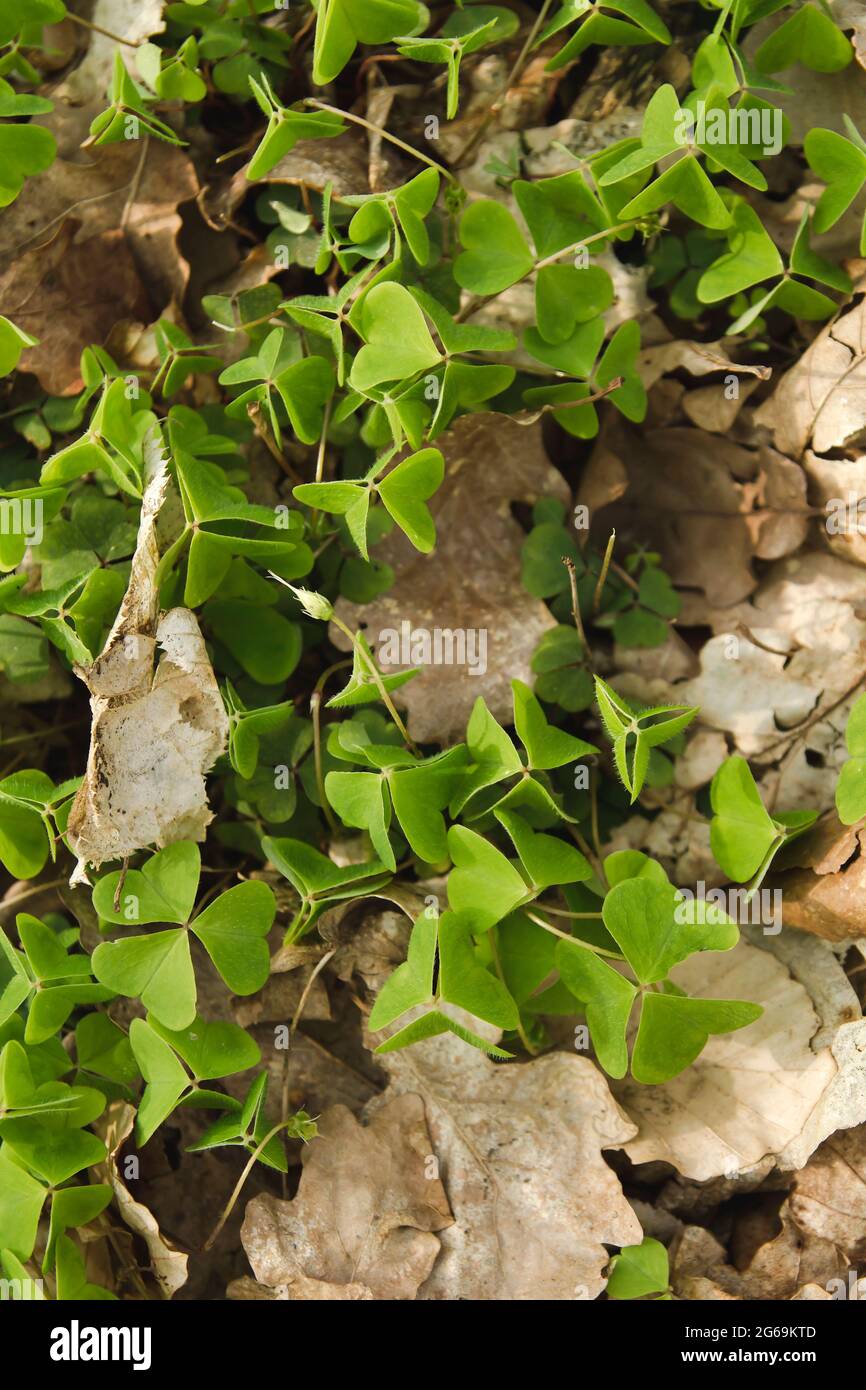 Green sorrel plants Stock Photo - Alamy