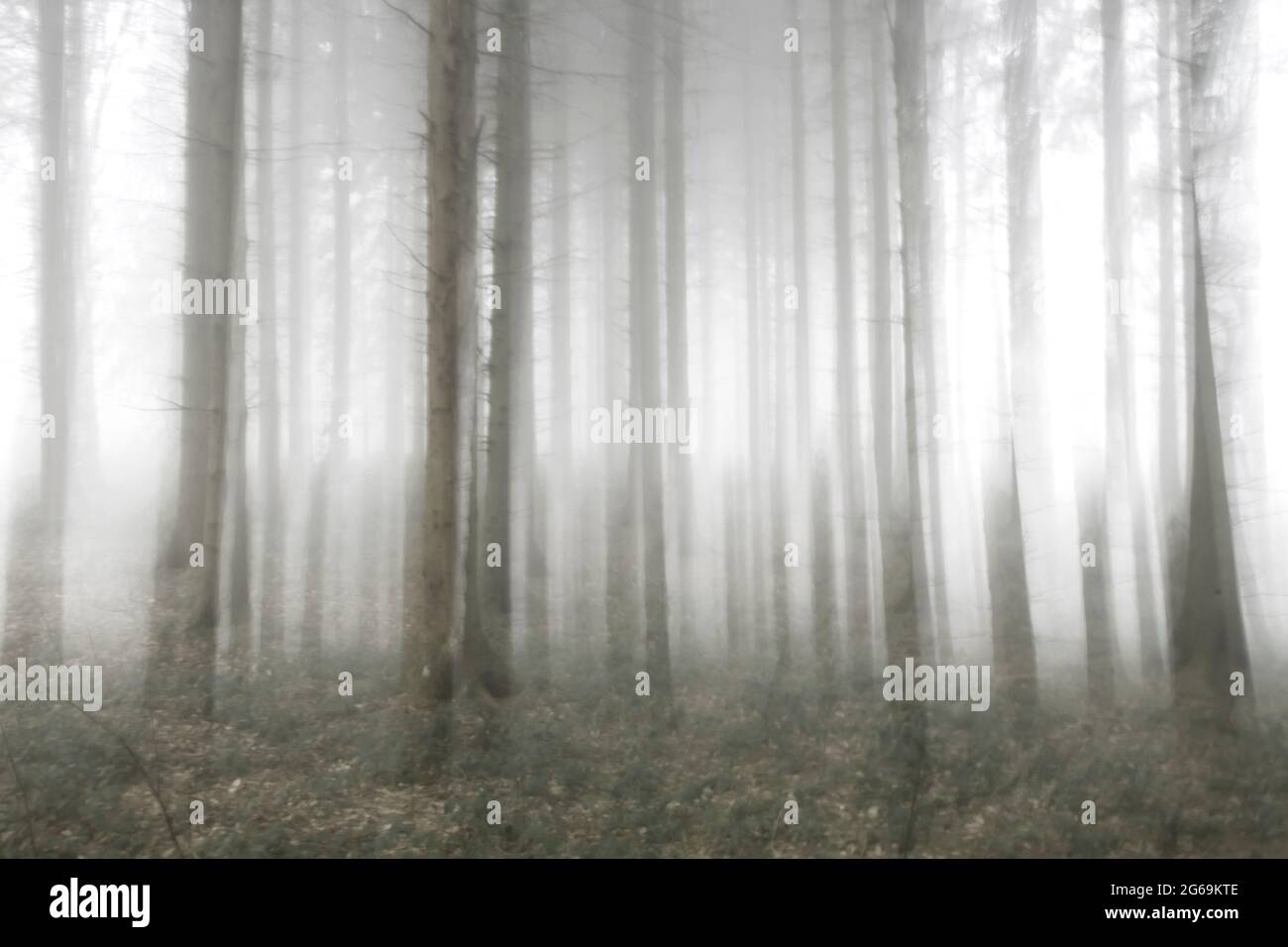 Abstract blurry forest Stock Photo - Alamy