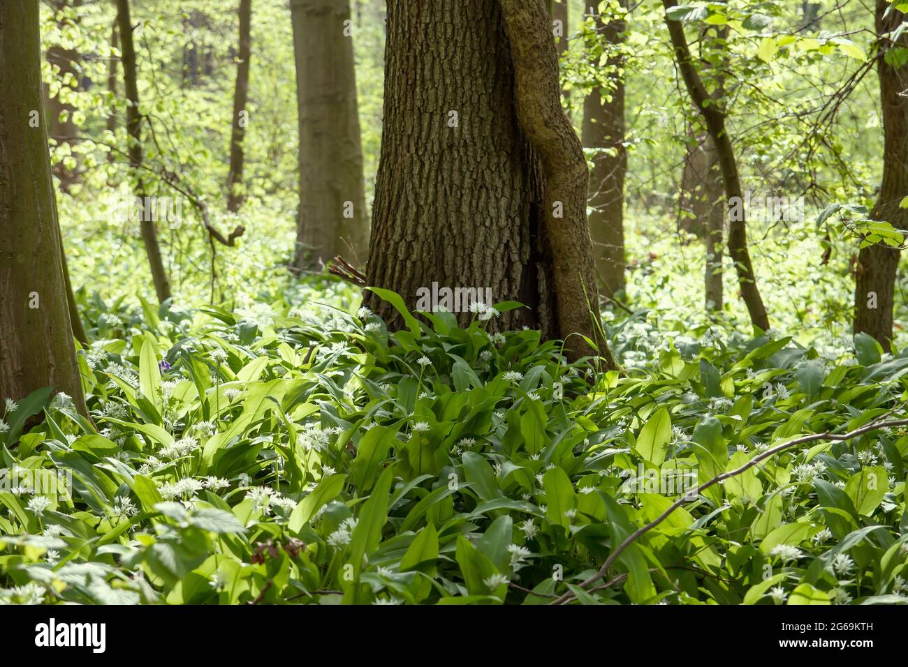 Green forest landscape Stock Photo - Alamy