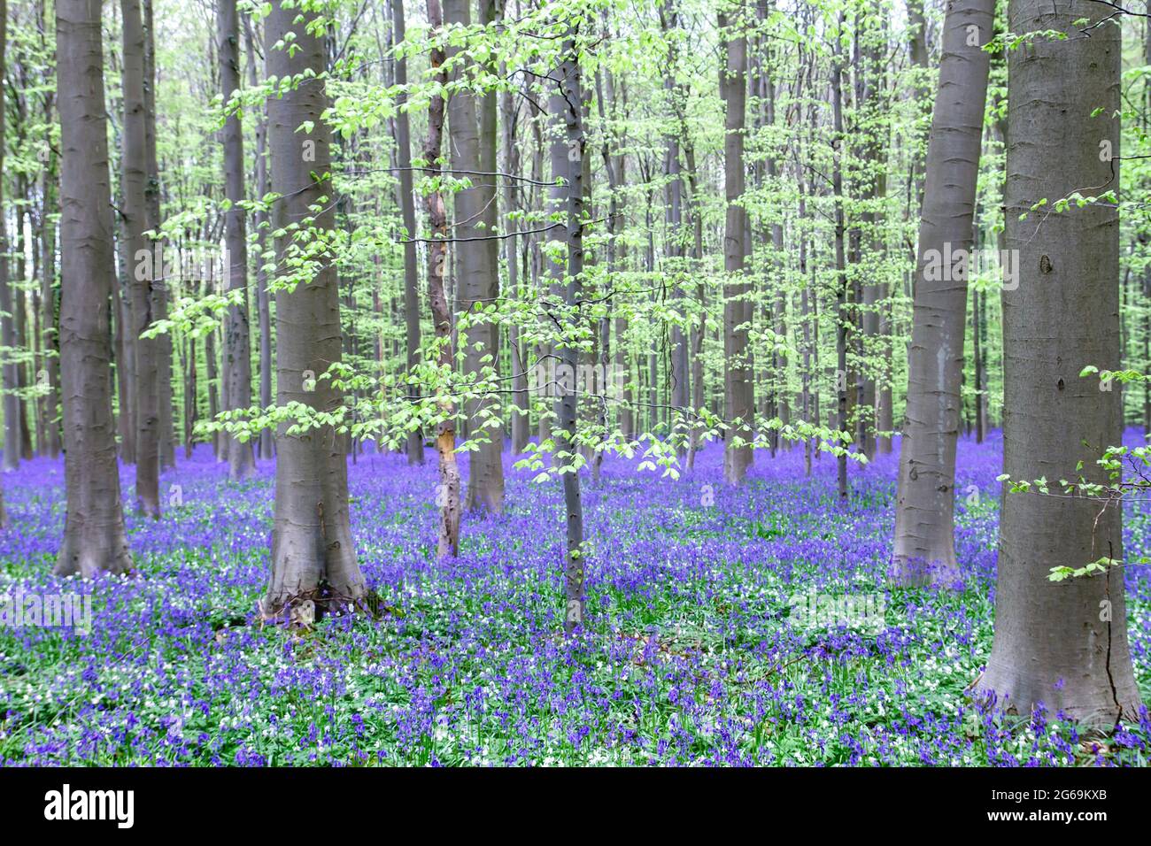 Unique forest ecosystem hi-res stock photography and images - Alamy