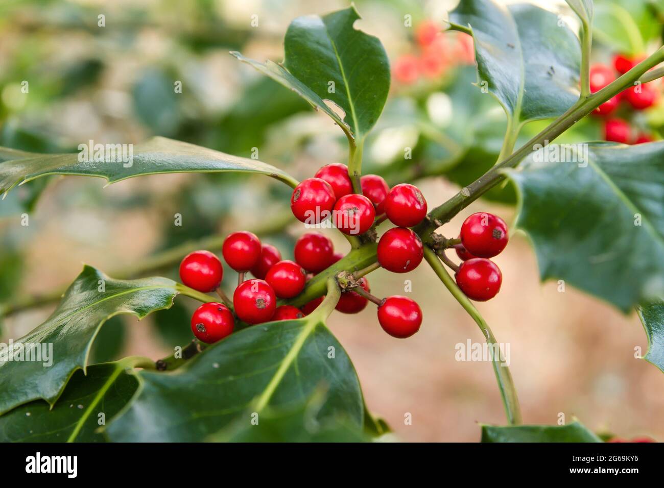 Holly tree garden hi-res stock photography and images - Alamy