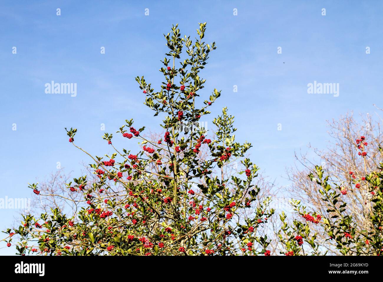 Holly tree garden hi-res stock photography and images - Alamy