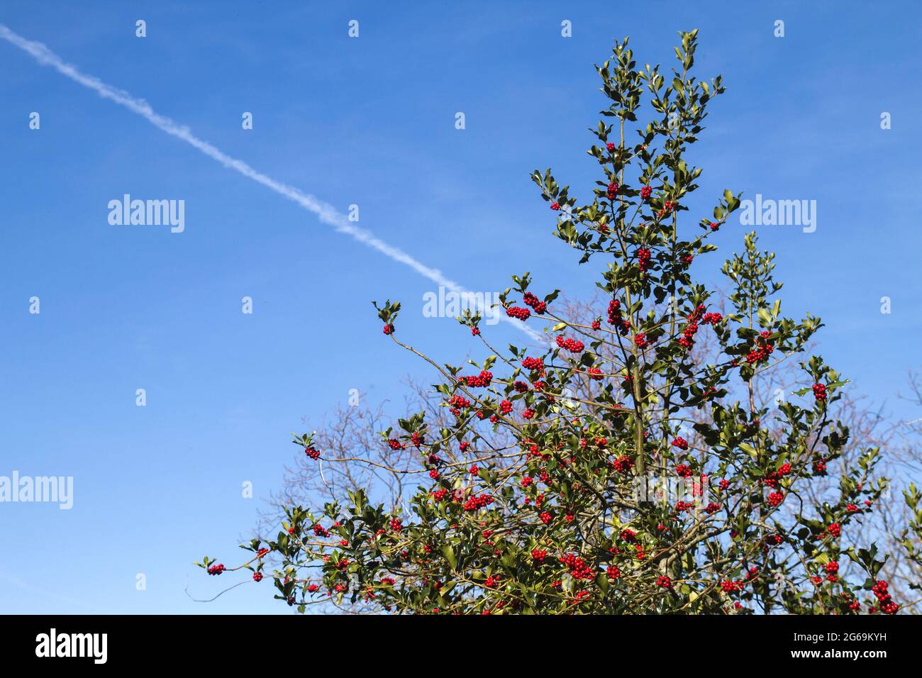 Holly tree with red berries Stock Photo - Alamy