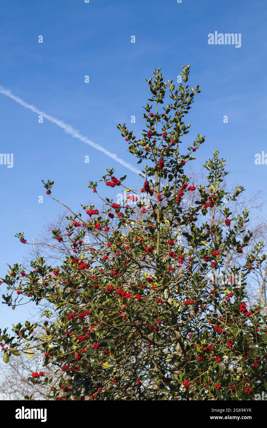 Holly tree with red berries Stock Photo - Alamy