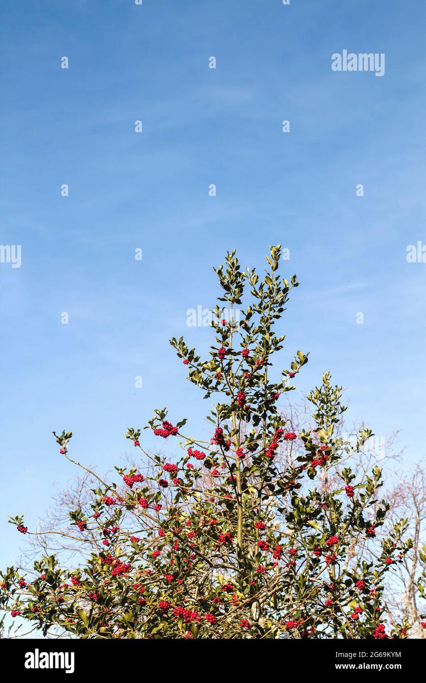 Holly tree garden hi-res stock photography and images - Alamy