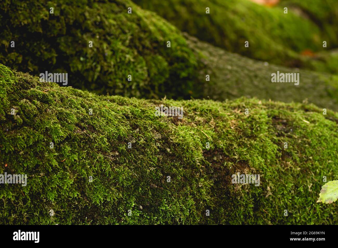 Green mossy tree roots hi-res stock photography and images - Alamy