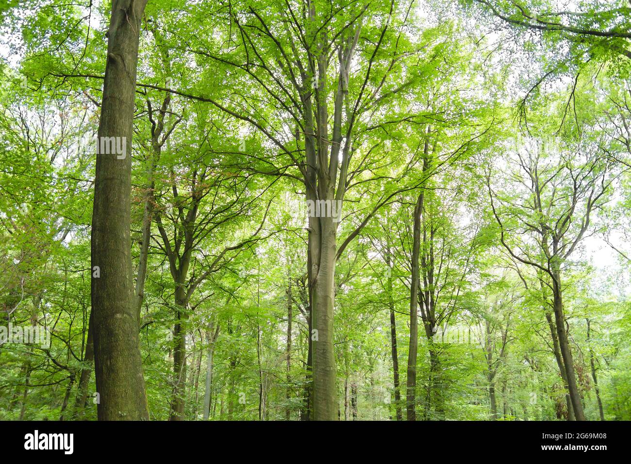 Green Forest Trees