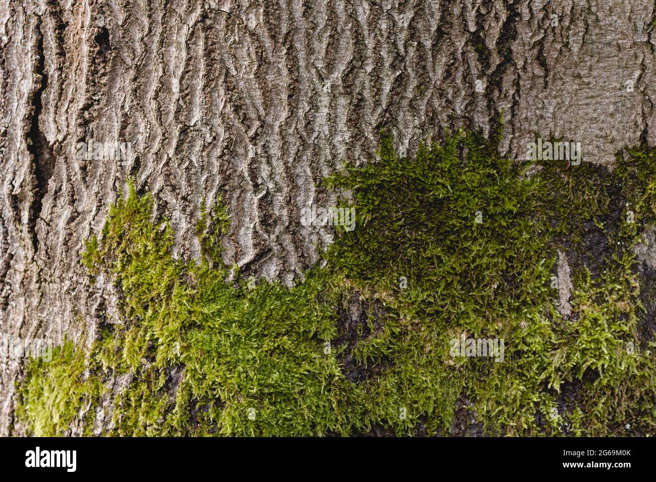 Bark moss mossy tree hi-res stock photography and images - Alamy
