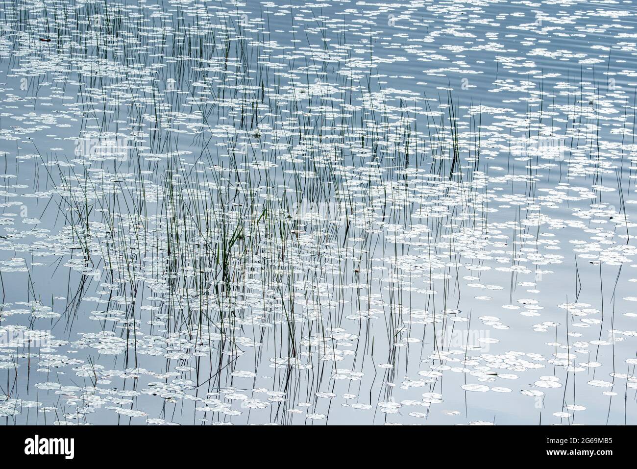 Freshwater grasses, Acadia National Park, Maine Stock Photo - Alamy