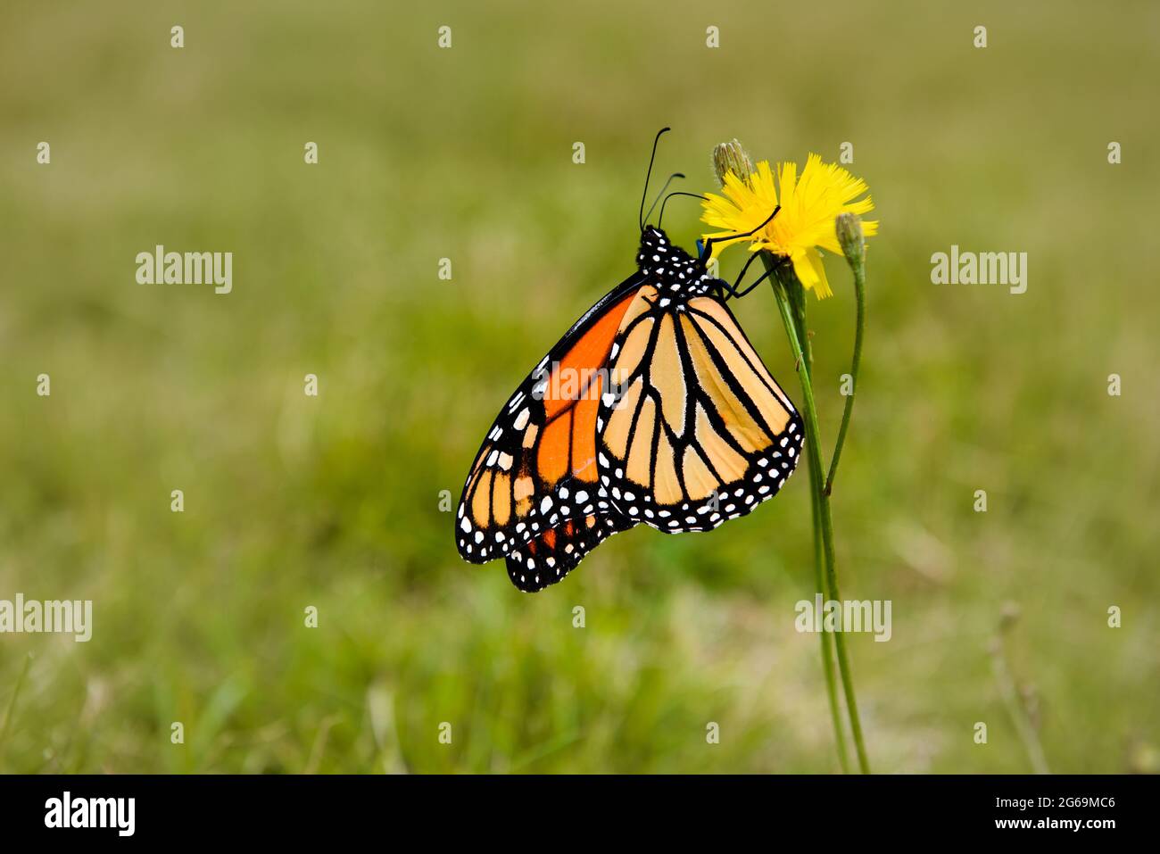 Profil close-up of a monarch butterfly Stock Photo - Alamy