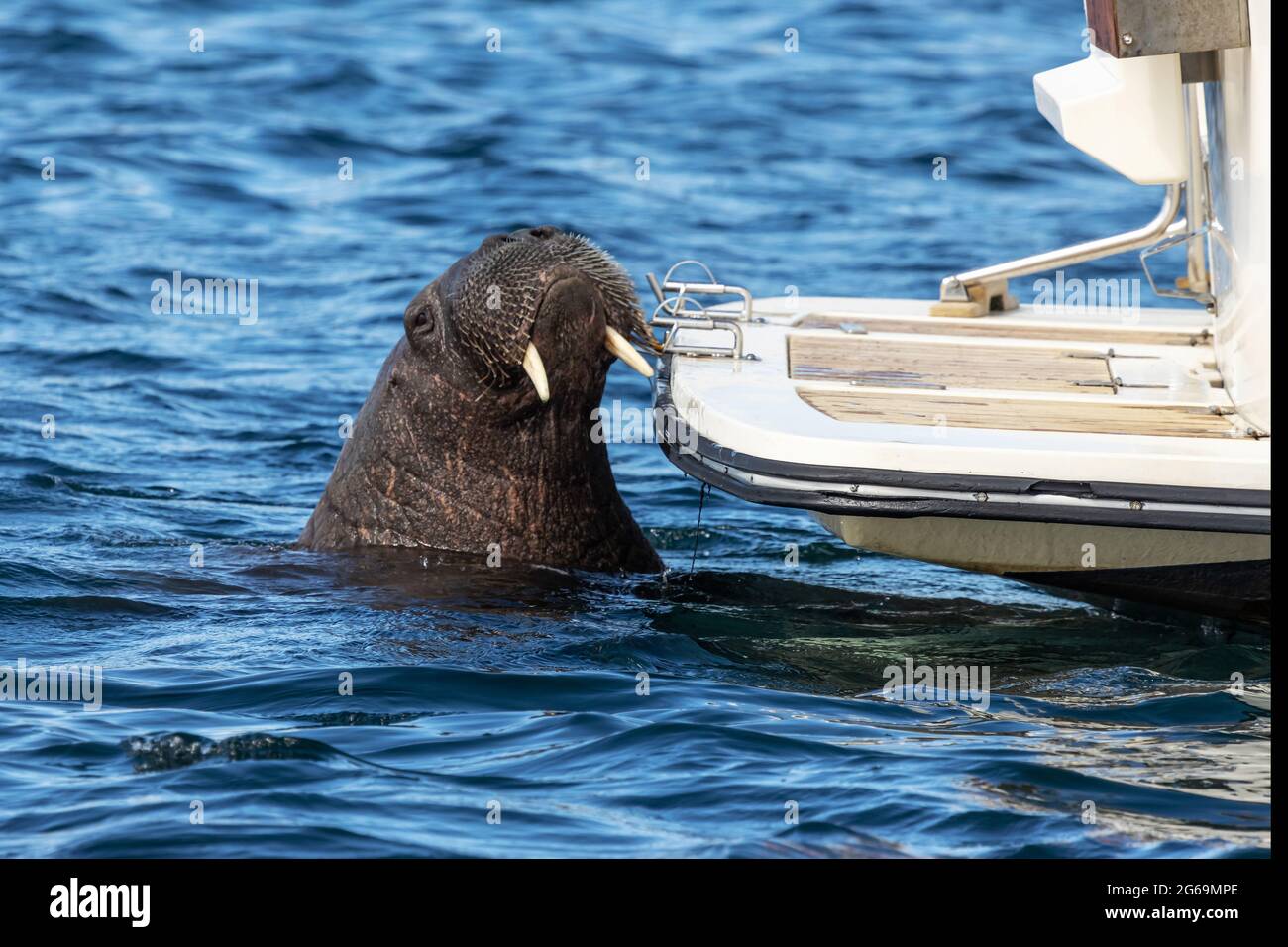 Wally walrus hi-res stock photography and images - Alamy