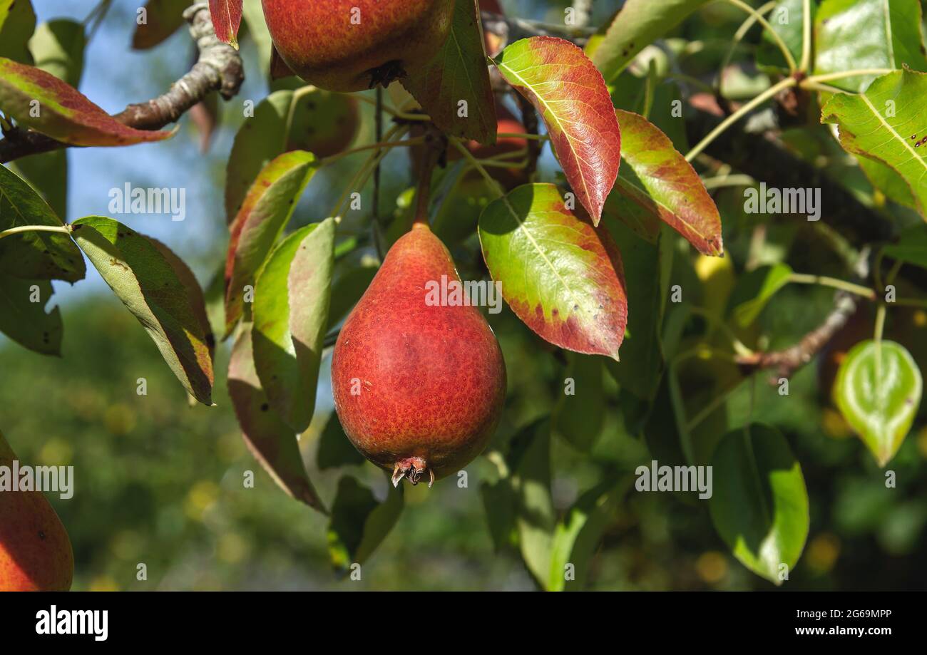 Pyrus communis or european pear tree with ripe delicious fruits Stock ...