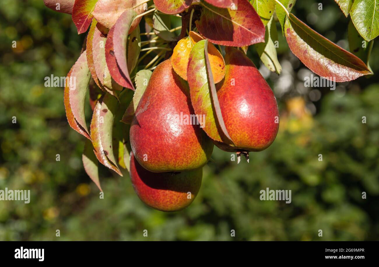 Pyrus communis or european pear tree with ripe delicious fruits detail ...
