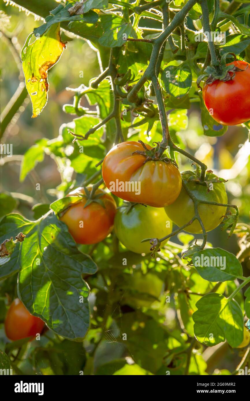 Tomato plant ripening fruits in hi-res stock photography and images - Alamy