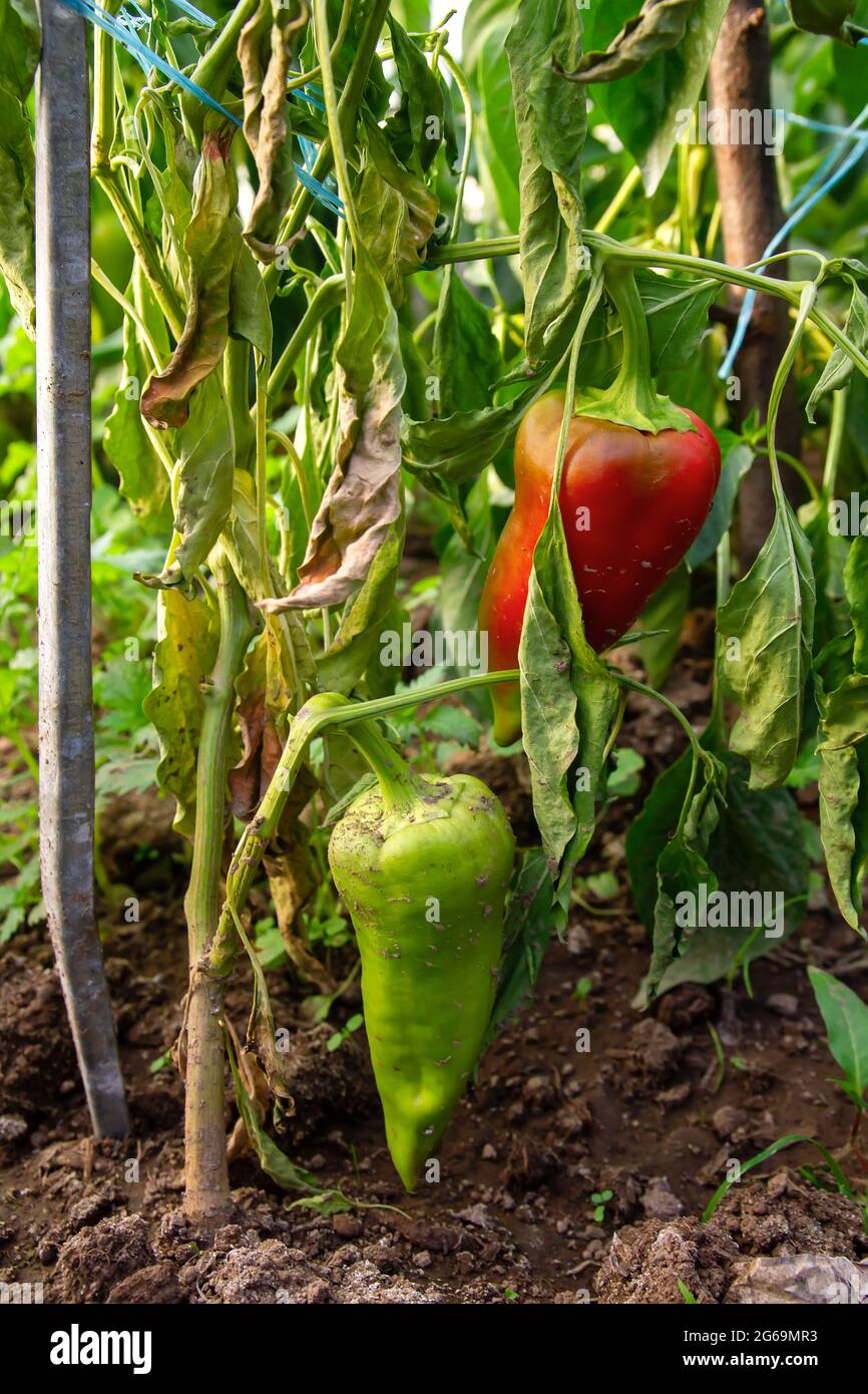 Pepper ripening hi-res stock photography and images - Alamy