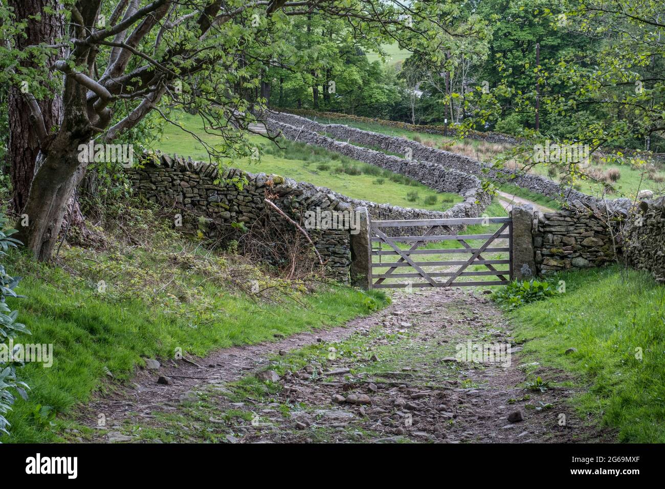Old wooden farm gate leading down a track with drystone walls and trees ...
