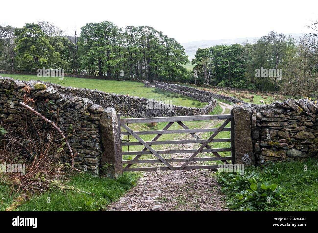 Old wooden farm gate leading down a track with drystone walls and trees ...
