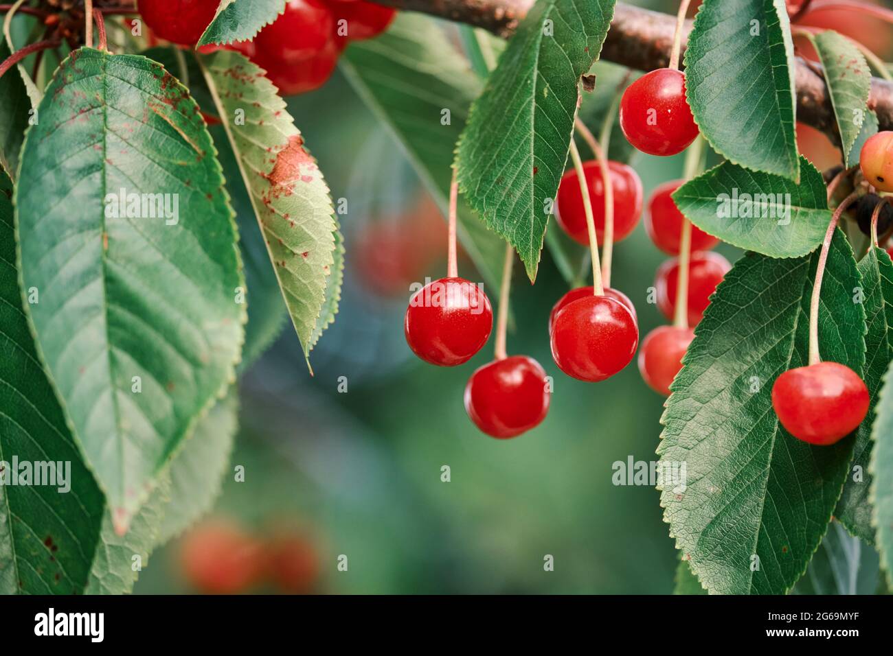 Fresh and sweet cherries ripening in the cherry tree Stock Photo - Alamy