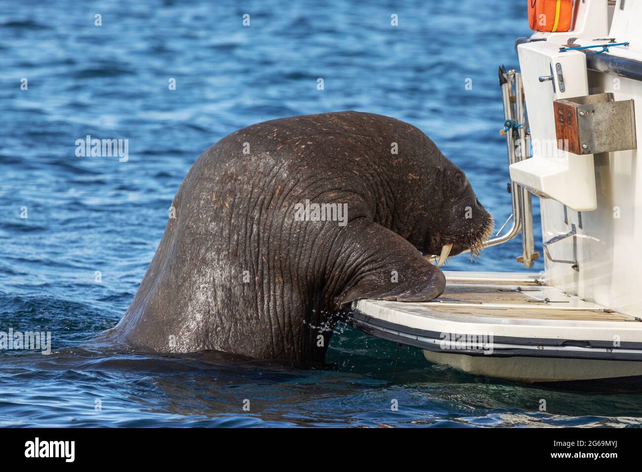 Wally the Walrus climbing a boat on Scilly Isles Stock Photo - Alamy