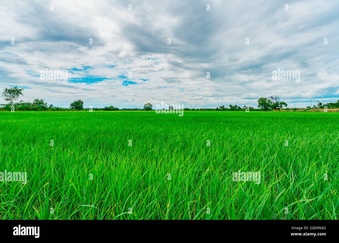 Landscape green rice field. Rice farm in rural. Green rice paddy field ...