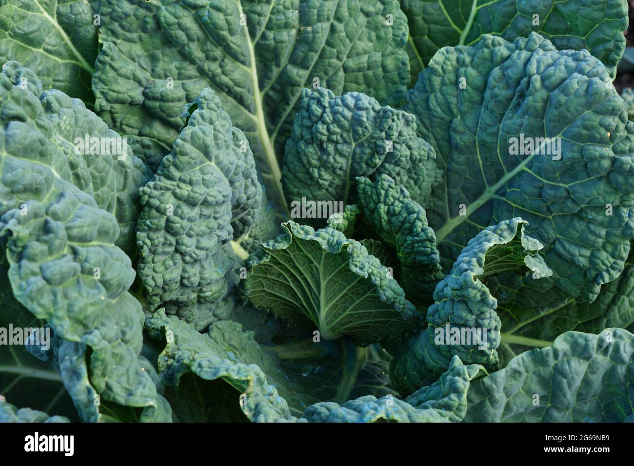 Cabbage plant growing in the vegetable garden Stock Photo - Alamy