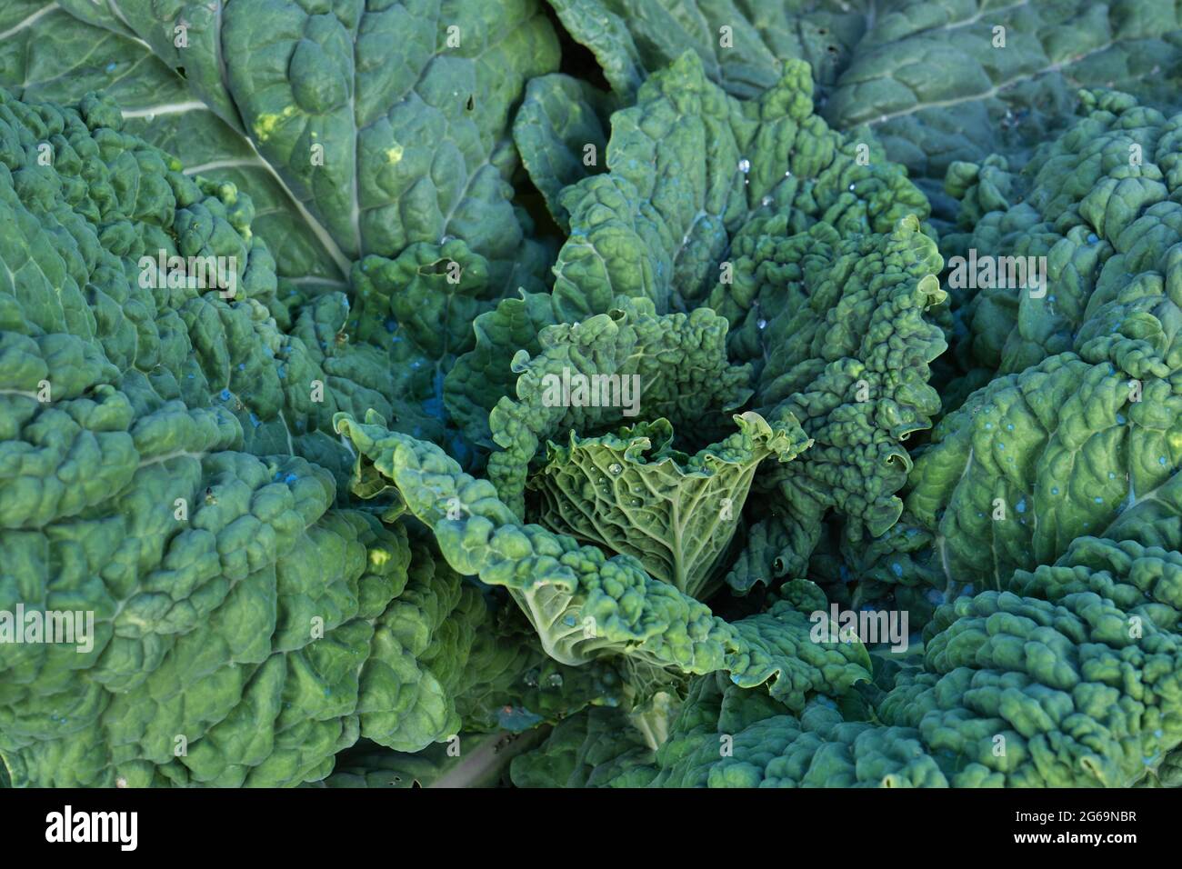 Beta vulgaris plants growing in the vegetable garden Stock Photo - Alamy
