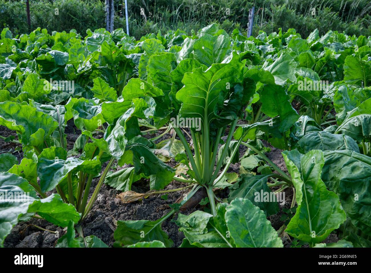 Beta vulgaris plants growing in the vegetable garden Stock Photo - Alamy