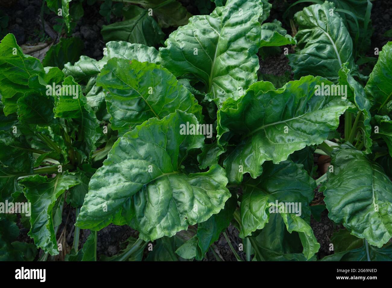 Beta vulgaris plants growing in the vegetable garden Stock Photo - Alamy