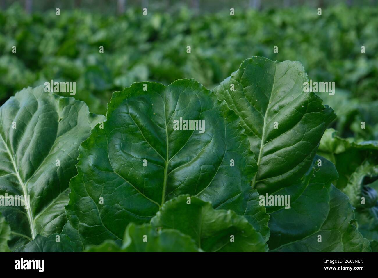 Beta vulgaris plants growing in the vegetable garden Stock Photo - Alamy