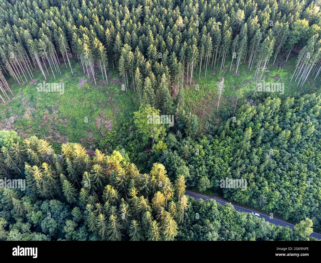 Forest dieback due to climate change in Germany Stock Photo - Alamy