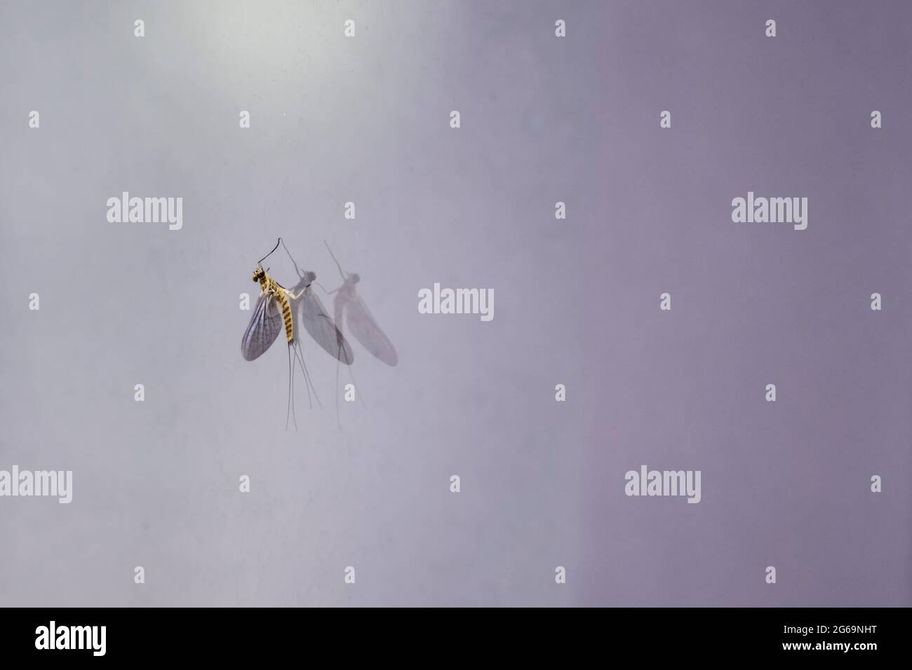 Dance fly insect hi-res stock photography and images - Alamy