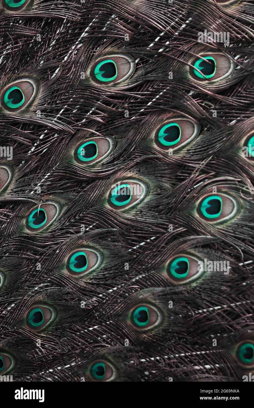 Close-up male Indian Peacock in full display, glowing eyespot on a male Indian Peafowl's train ...