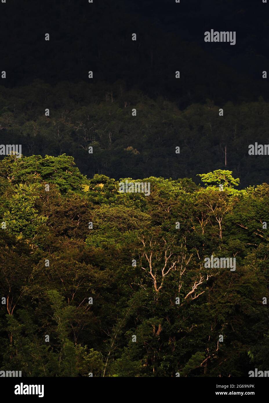 Canopy layer concept hi-res stock photography and images - Alamy