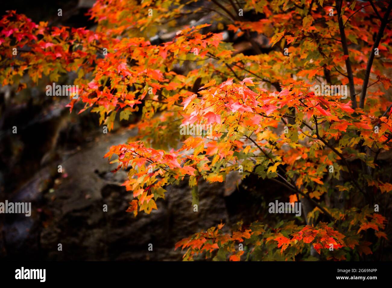Details on mapple tree leaves during fall foliage Stock Photo - Alamy