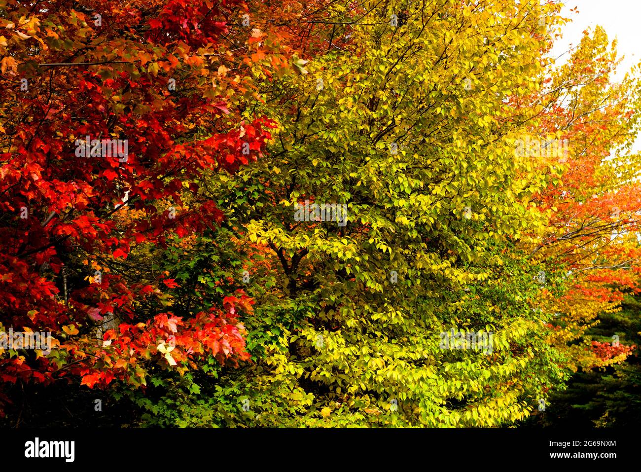 Maple trees during fall foliage Stock Photo - Alamy