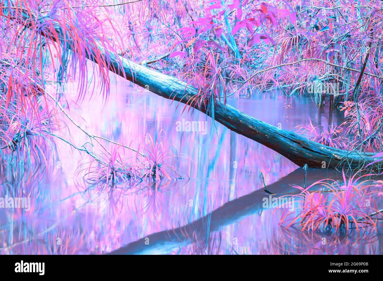 Colourful autumn forest and log reflection on surface of a creek ...