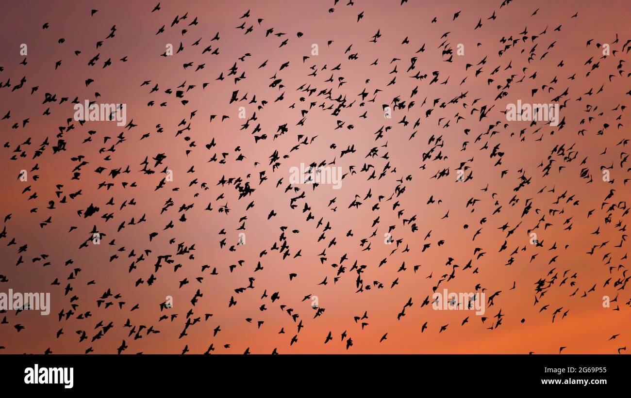 Magical flocks of Large Cuckoo-shrike birds flying in the sunset sky. Migratory wild birds. Bird ...