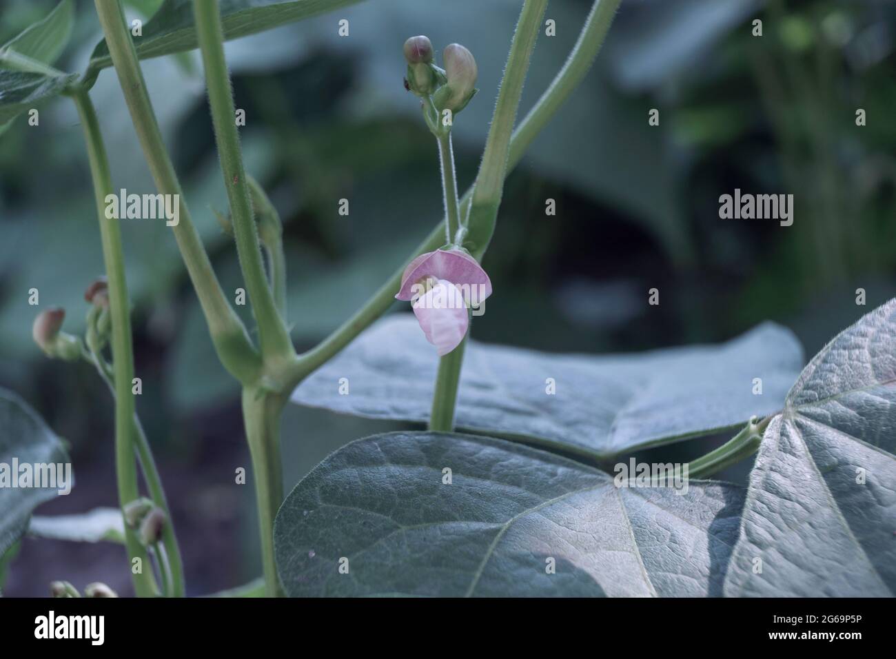 Beautiful fresh flowering beans leaf. Close up of a bush of green beans ...