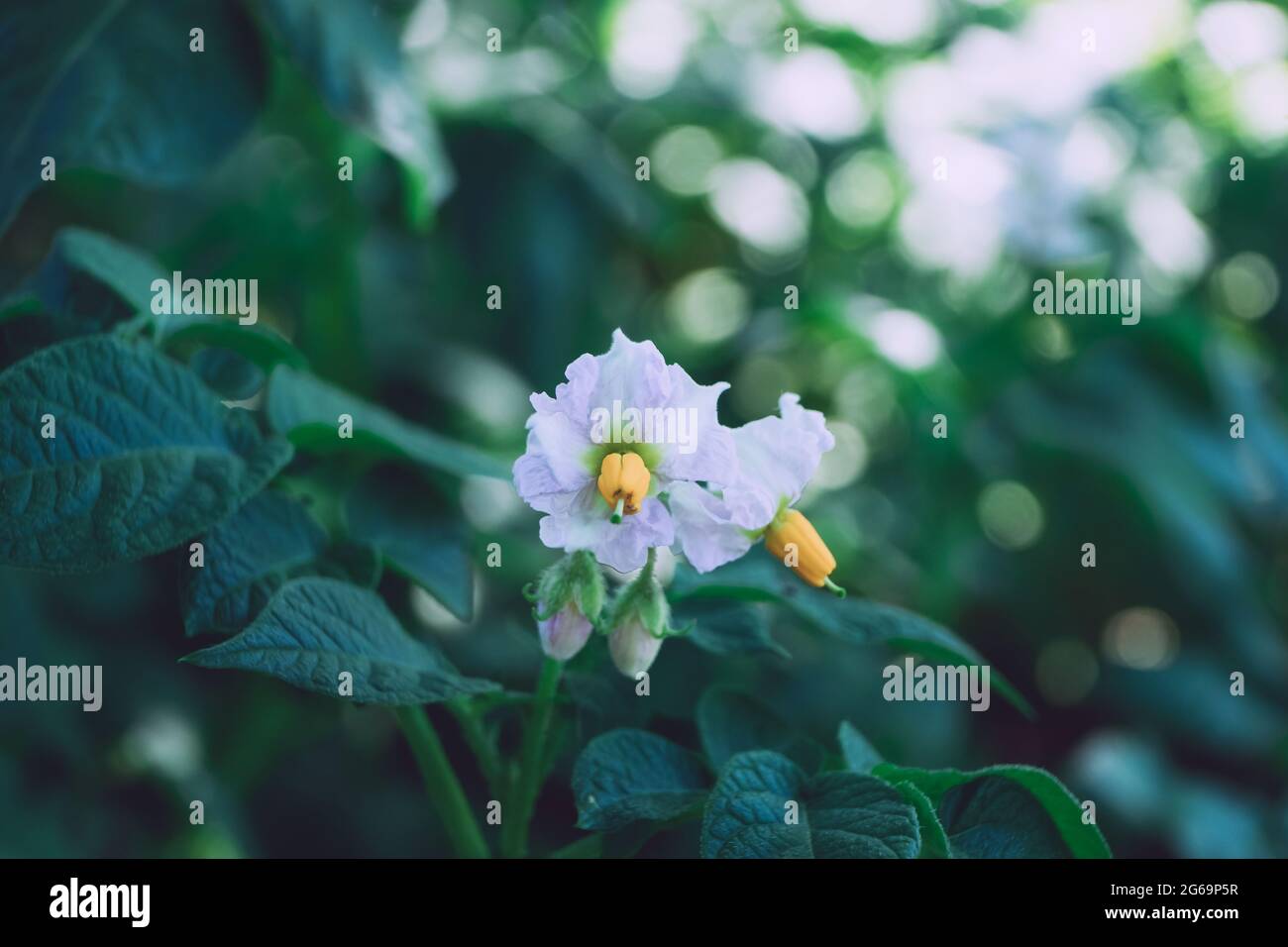 Beautiful flowering Potato and leaf. Close up of a bush of green ...