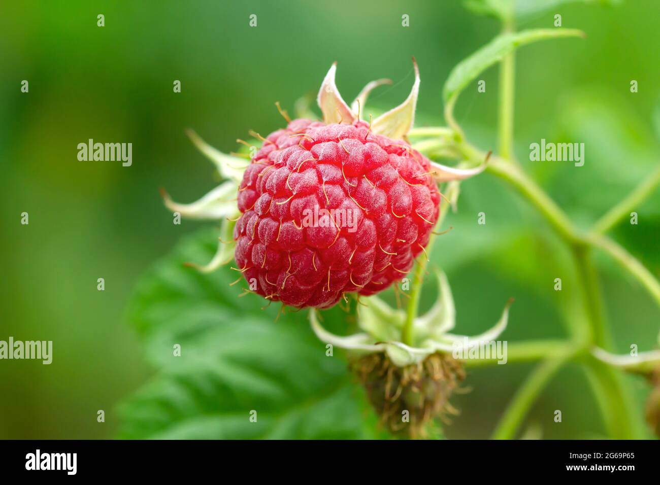 Raspberry berries branch hi-res stock photography and images - Alamy