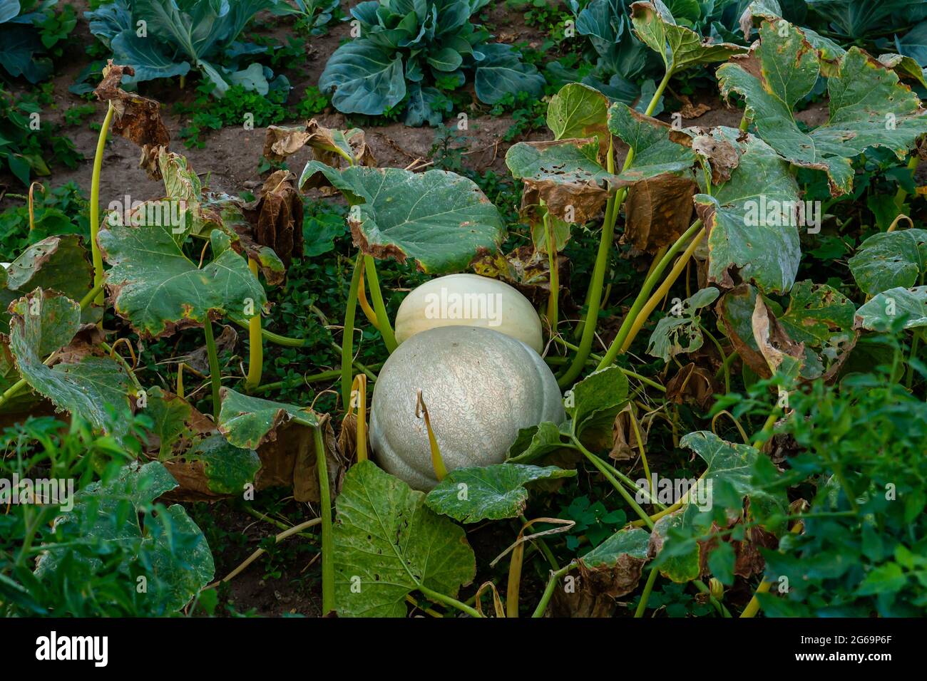 Butternut Squash Leaves