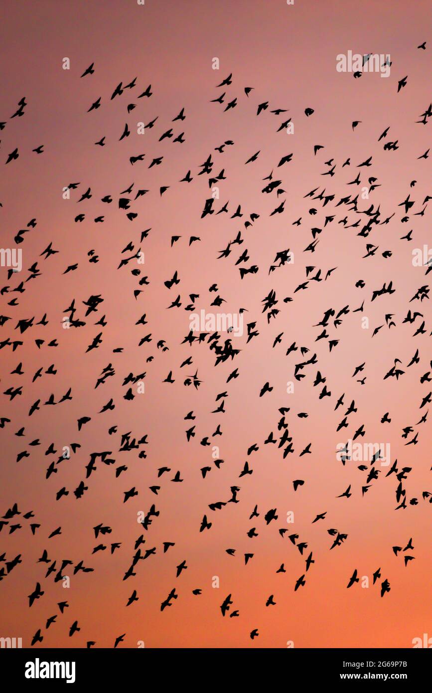 Magical flocks of Large Cuckoo-shrike birds flying in the sunset sky ...